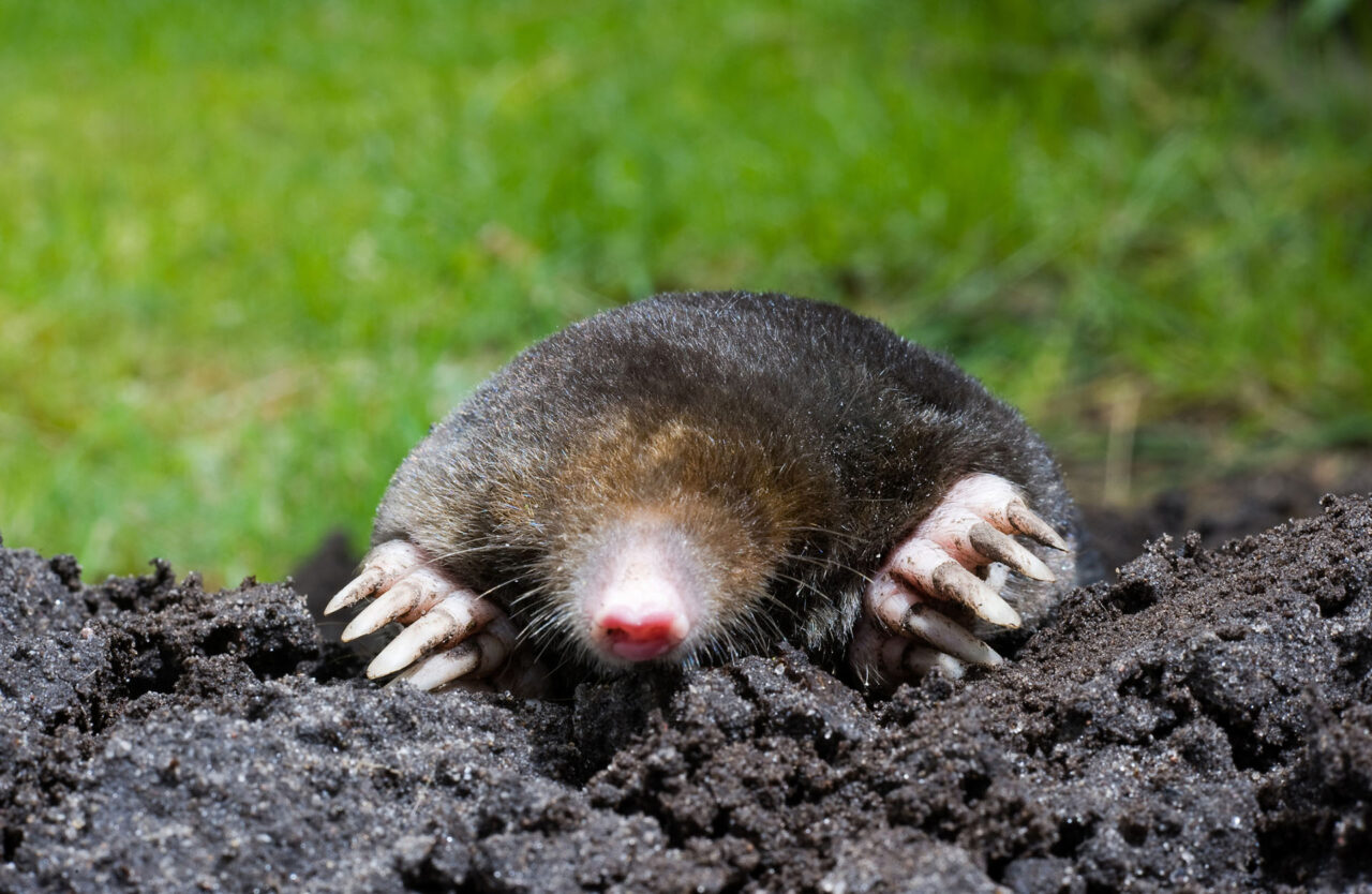 La taupe, tout savoir sur cet animal - Le détaupeur