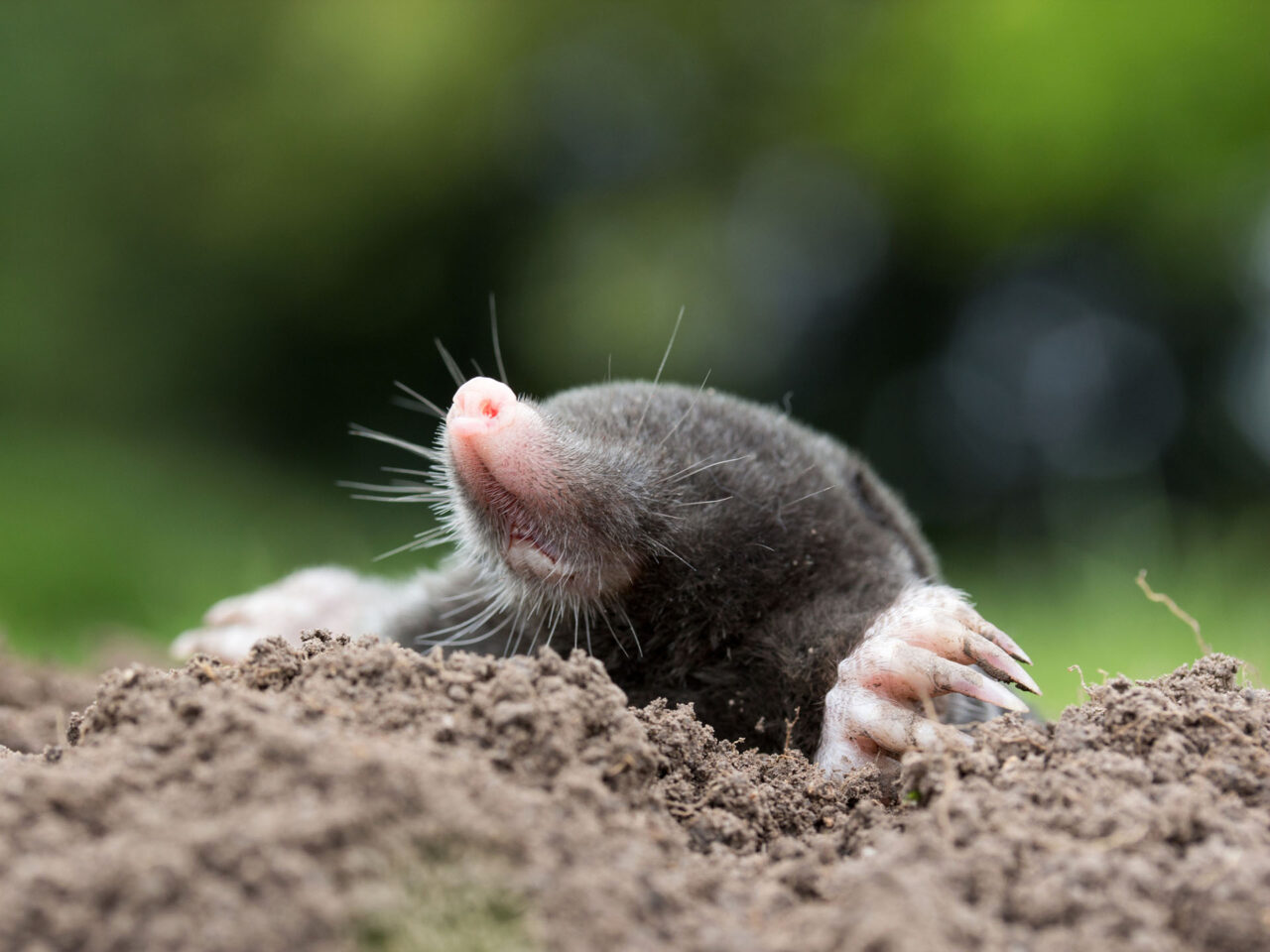 La taupe, tout savoir sur cet animal - Le détaupeur